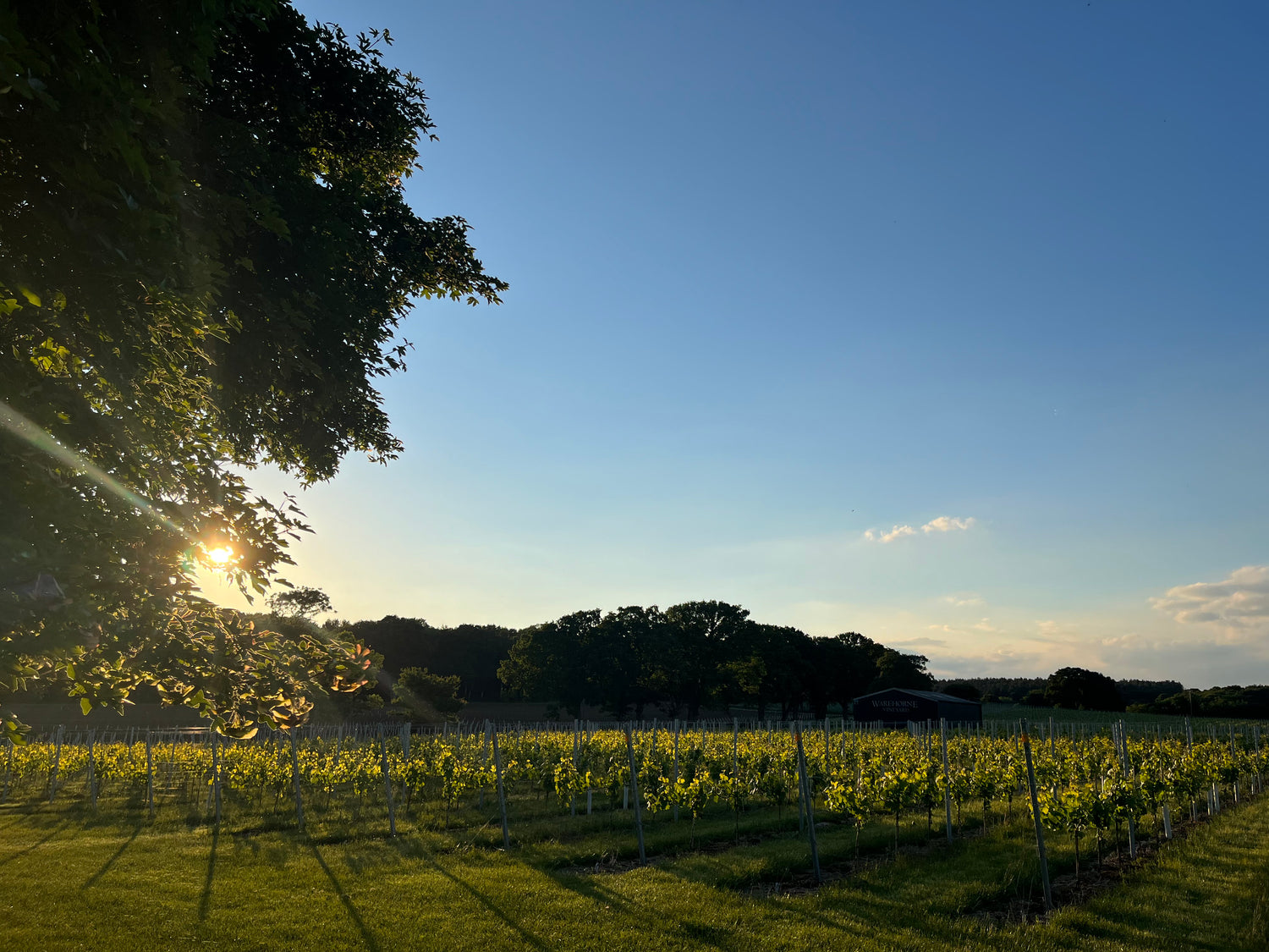 Warehorne Vineyard | Producing Quality Still Wines in Kent