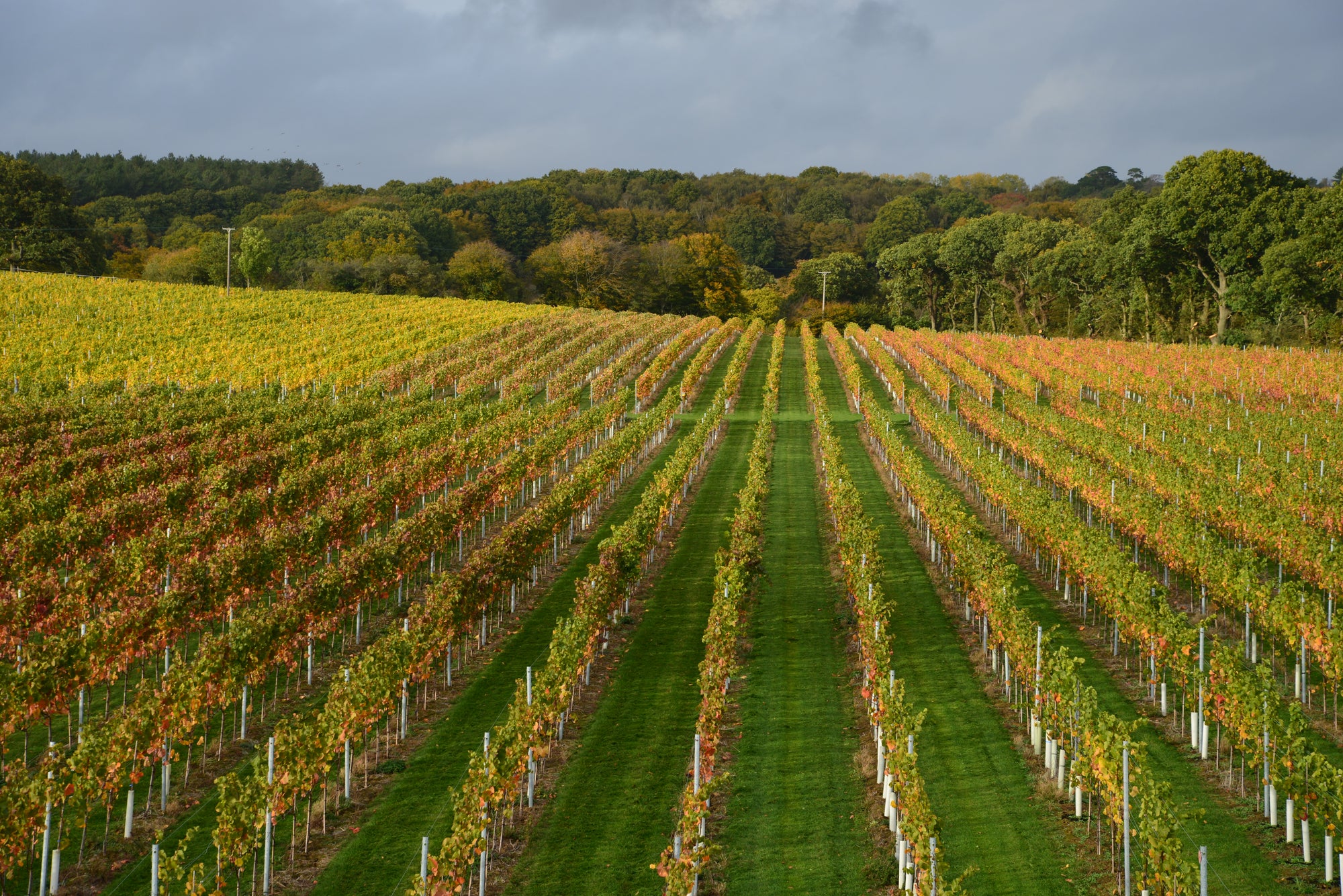 Warehorne Vineyard | Producing Quality Still Wines in Kent
