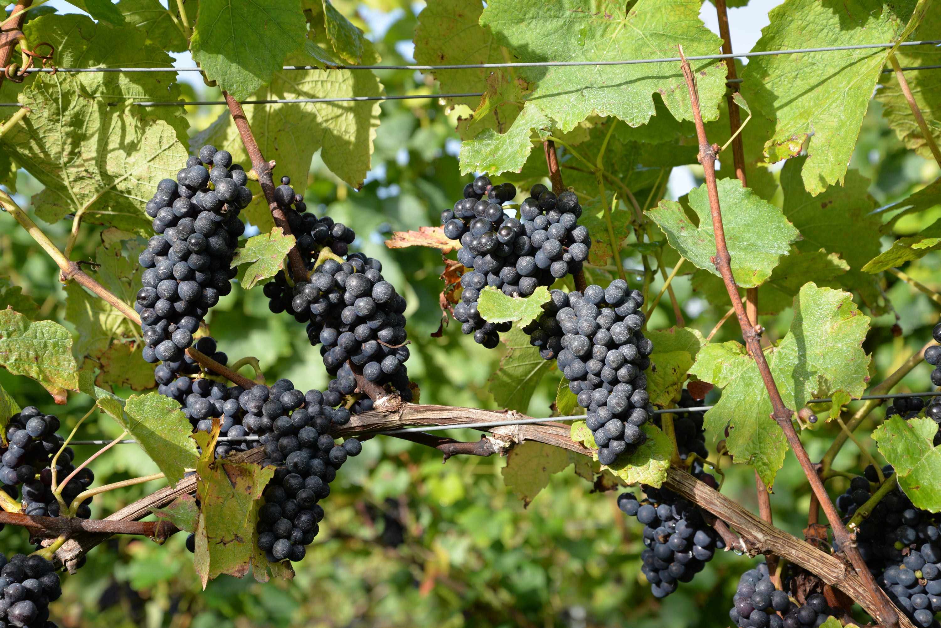 Warehorne Vineyard | Producing Quality Still Wines in Kent