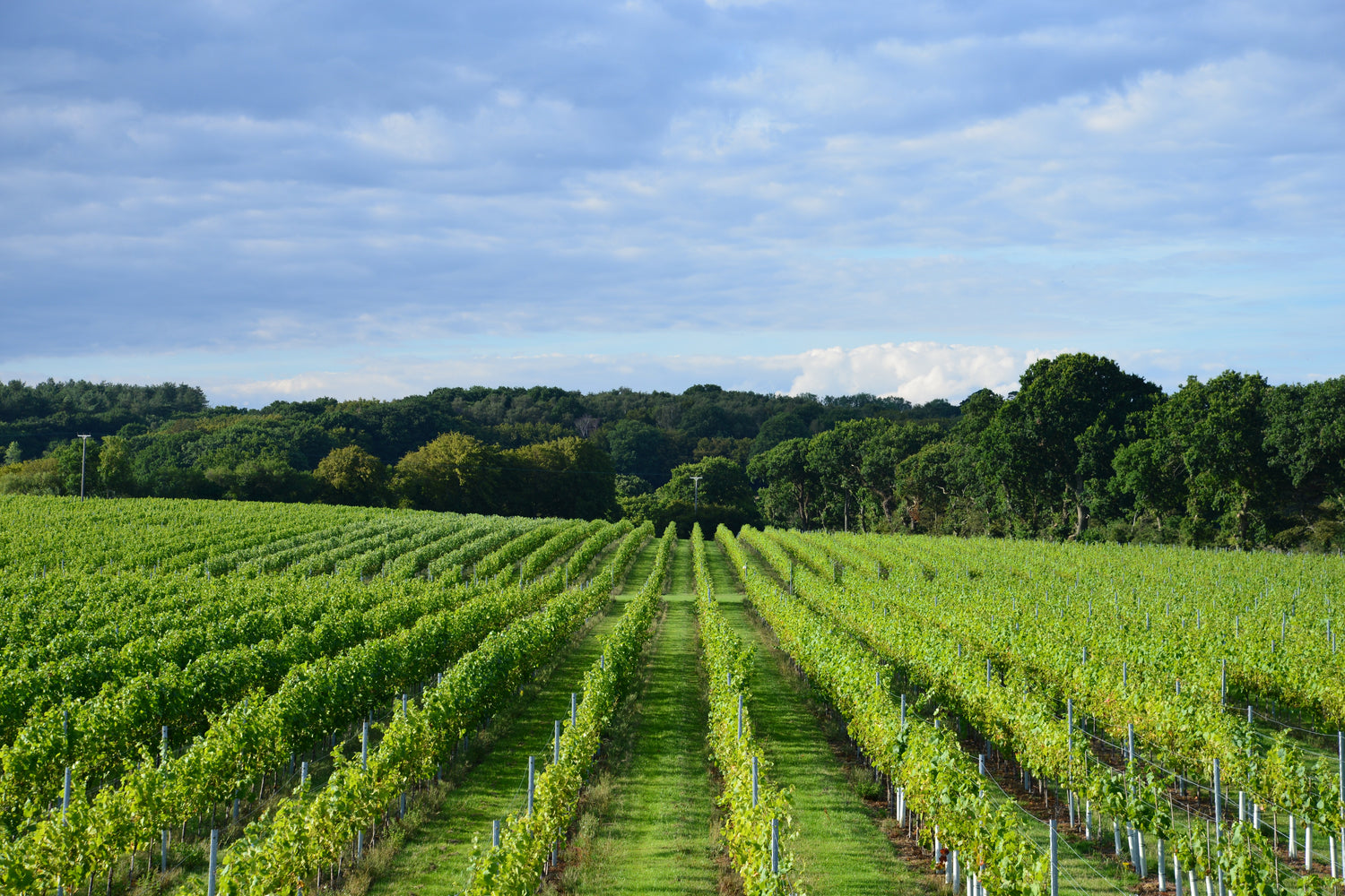 Warehorne Vineyard | Producing Quality Still Wines in Kent