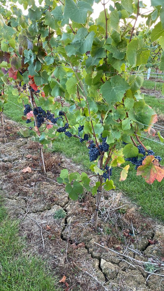 Vines – Warehorne Vineyard
