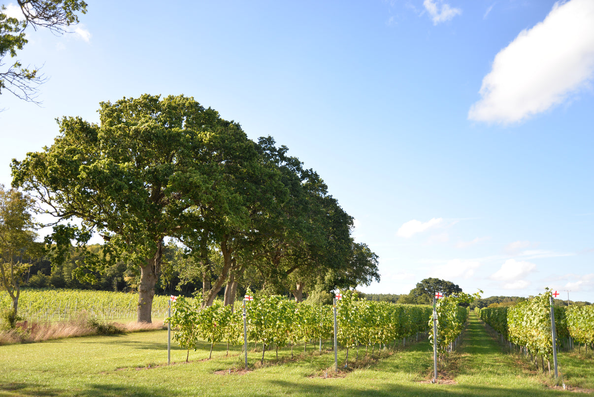 Vineyard Tour and Wine Tasting Experience – Warehorne Vineyard